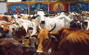 The Dilemma of Cow Slaughter in India | Youth Ki Awaaz