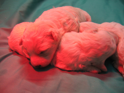 These Animals Are Genetically Mutated And You Probably Didn”t Know ...