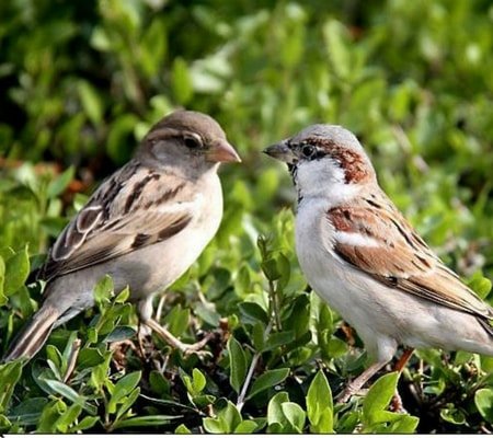 World Sparrow Day: Why Do We Not Find No Sparrows In Cities