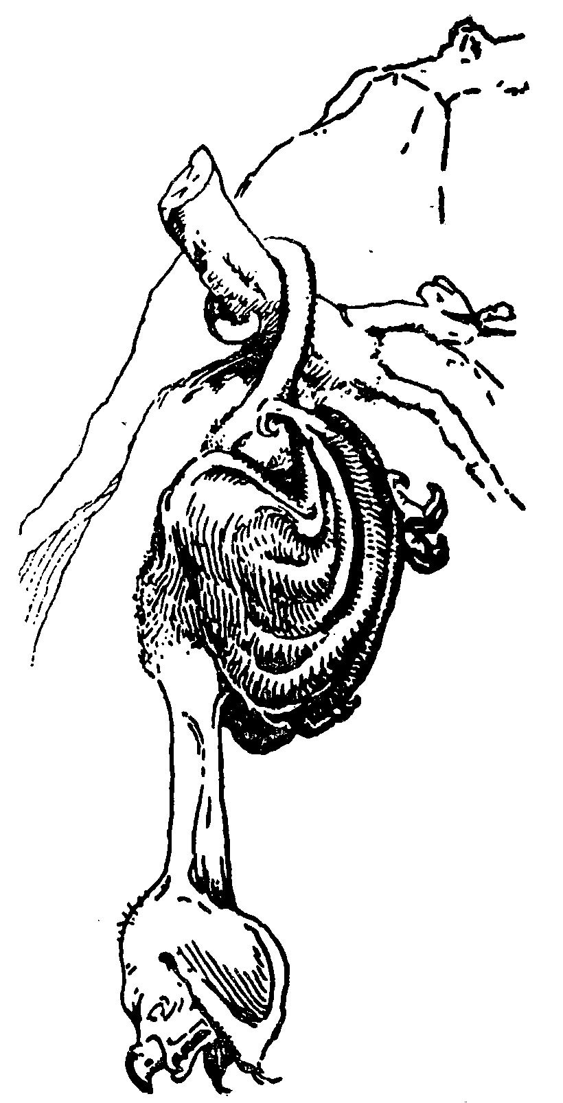 Understanding The Graphic Works Of Sukumar Ray | Youth Ki Awaaz