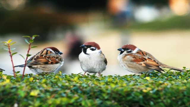 Sparrows Are Dwindling At An Alarming Rate! Here’s My Solution To Save ...
