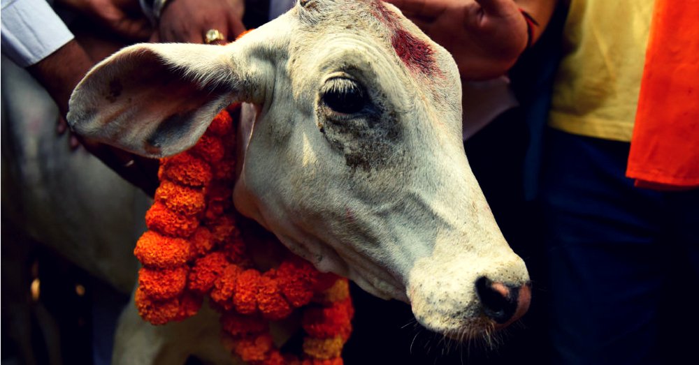 Indians Have Been Eating Beef Since Vedas | Youth Ki Awaaz