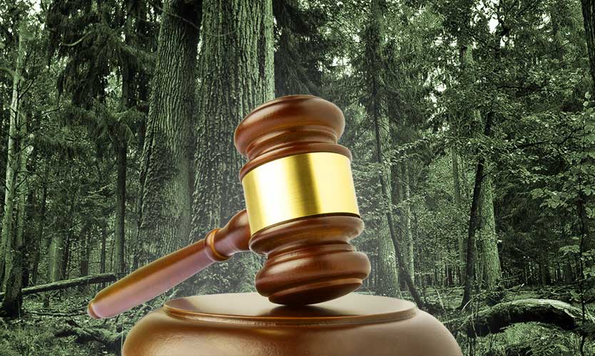 Why Are India’s Forest Policies Failing? | Youth Ki Awaaz