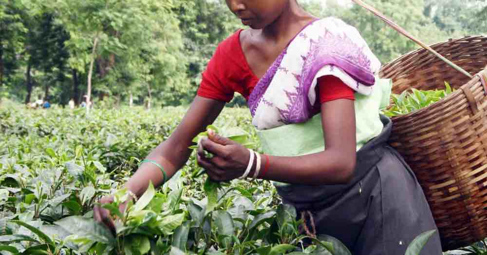 Why Are Assam’s Tea Plantation Workers In The News?