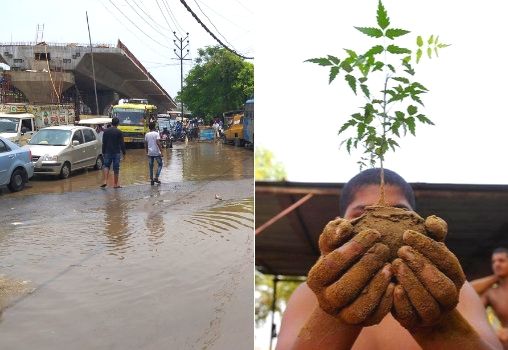 If This Tree In Assam Is Cultivated, It Can Lead To An Income Of ₹57 ...