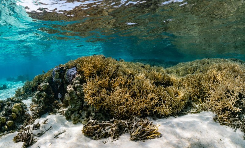 Ocean Acidification: The Other Evil Of Global Warming