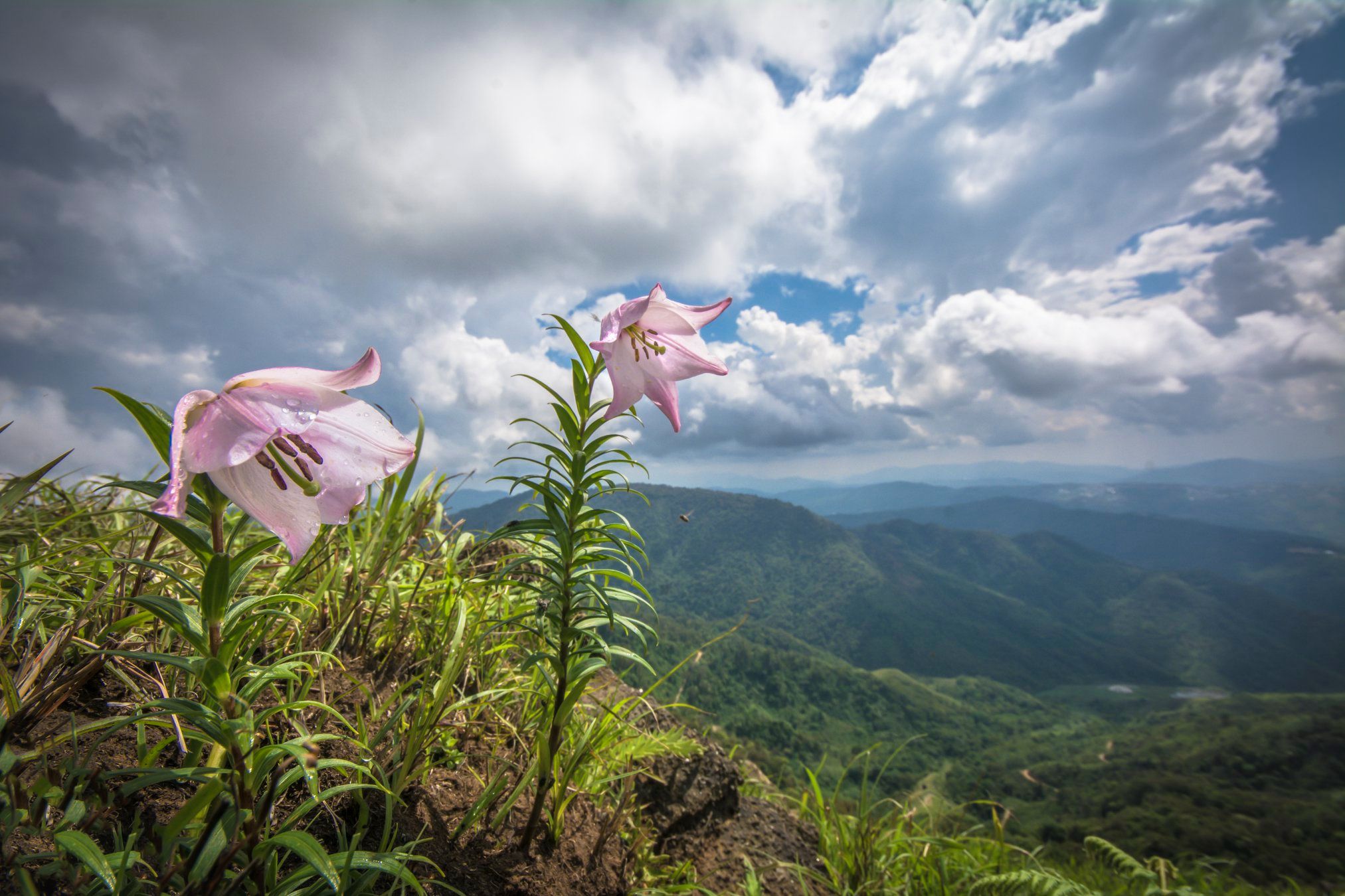 Manipur’s Shirui Lily Faces Extinction And We Need To Conserve It