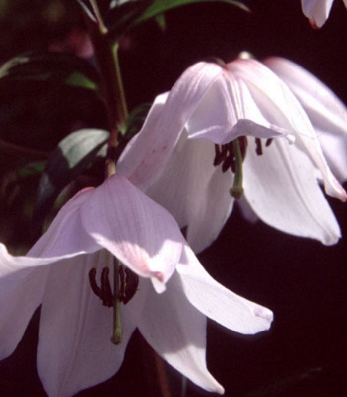 Manipur’s Shirui Lily Faces Extinction And We Need To Conserve It
