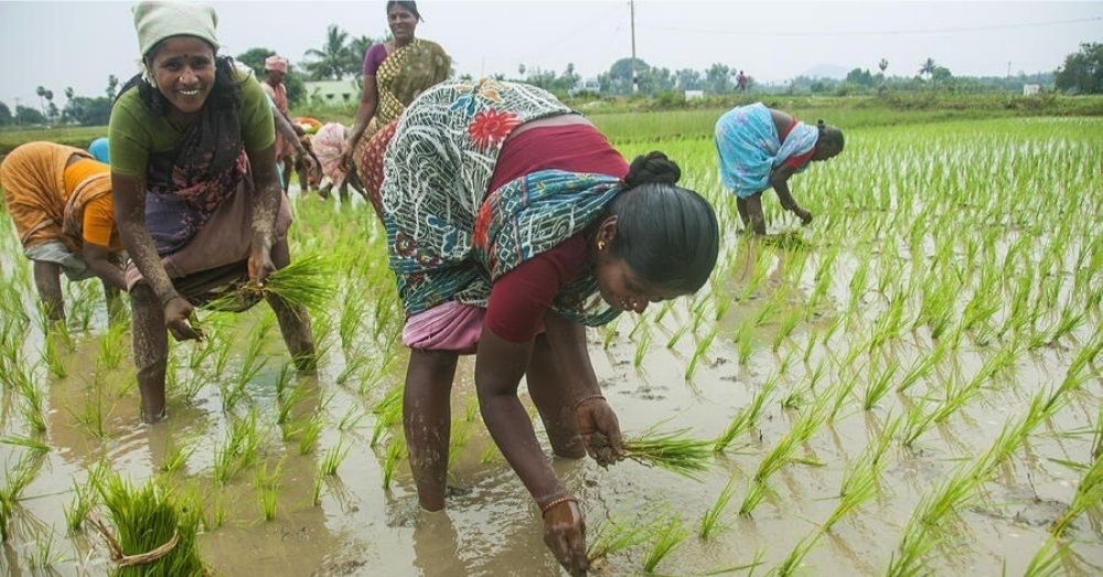Organic Farming In The Villages Of India