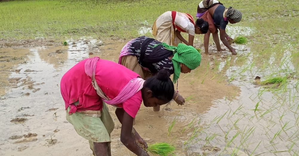 गोंड आदिवासियों के पारंपरिक खेती के तरीके