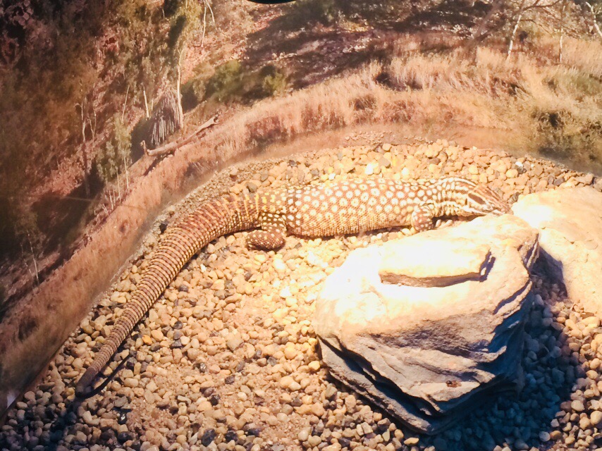 A Visit To Moscow Zoo