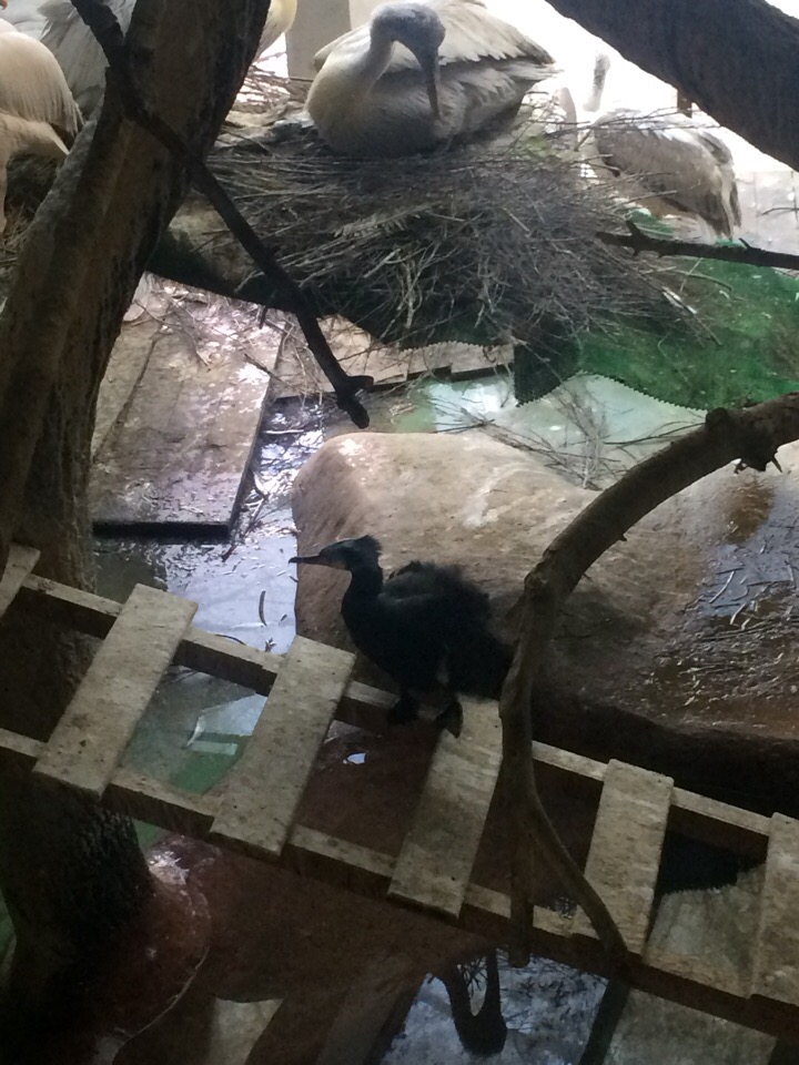 A Visit To Moscow Zoo