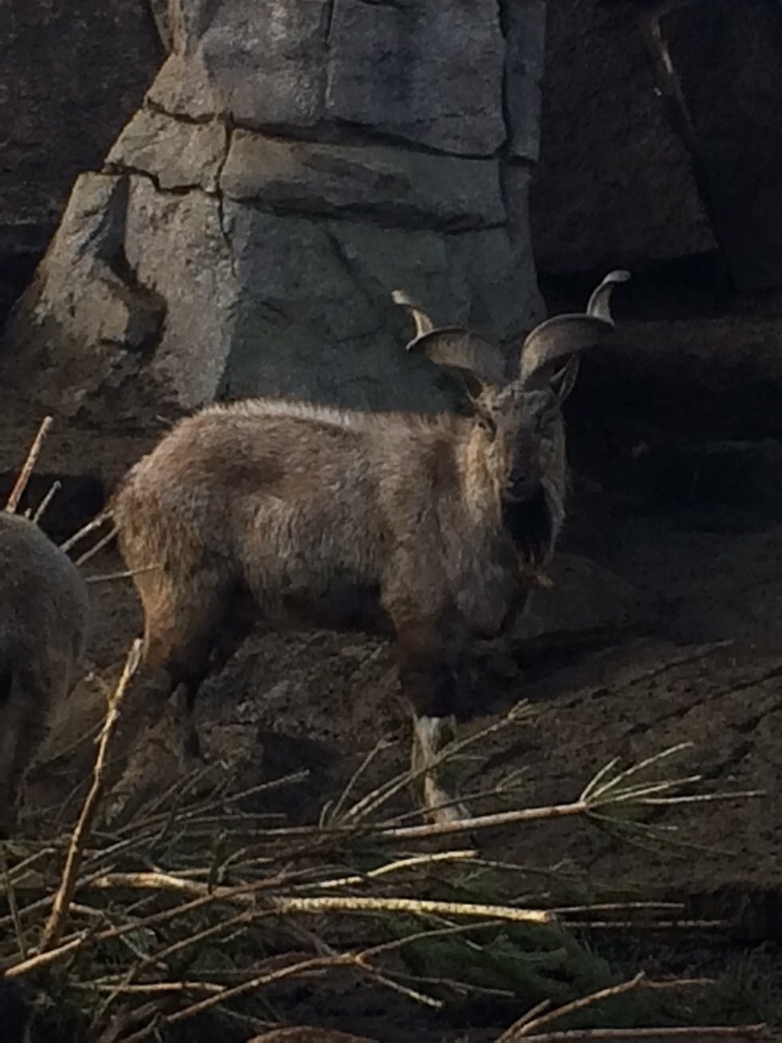 A Visit To Moscow Zoo