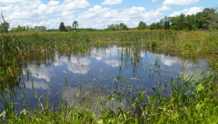 Here’s How Wetlands Offer Natural Solutions To Global Climate Challenges