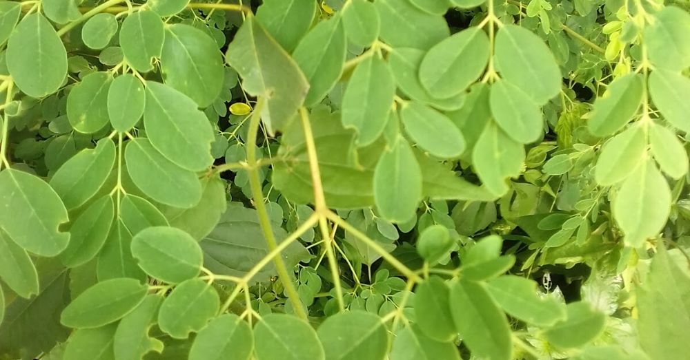 Food Is Medicine For The Pulaiyar Tribe Of Tamil Nadu