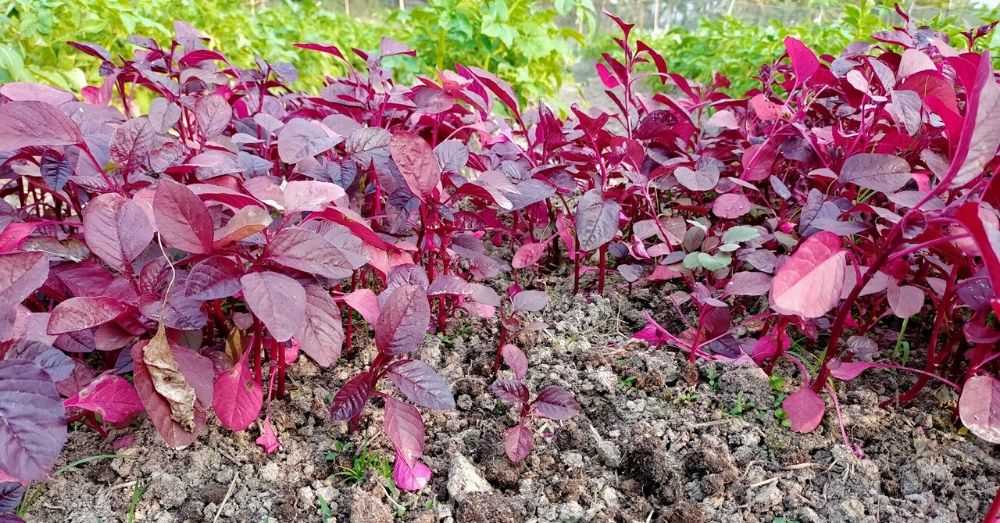 Here’s Why Red Amaranth Is An Important Part Of Adivasis’ Diet In Tripura