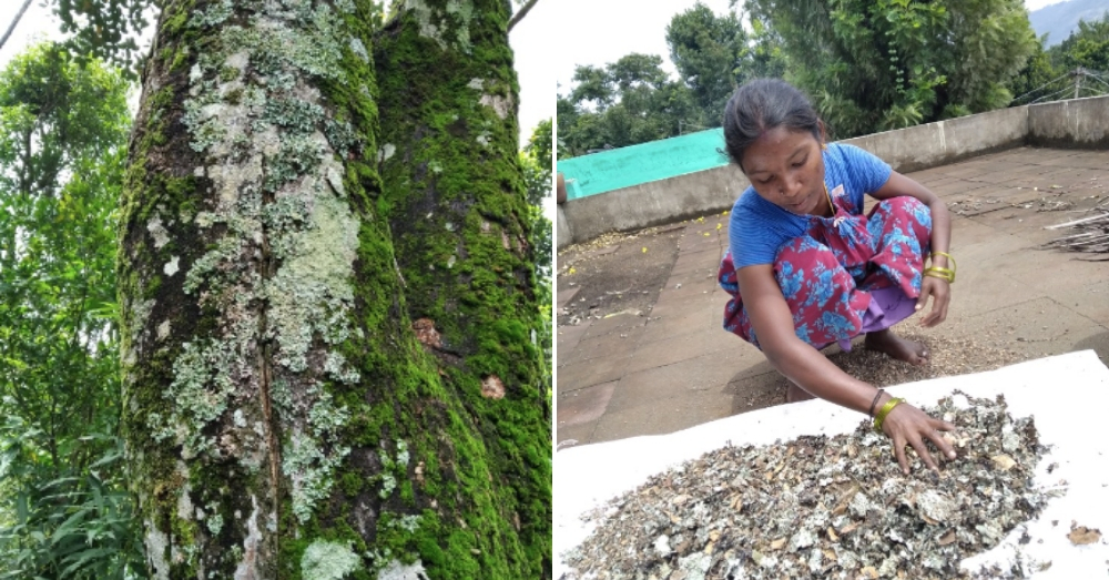 Harvesting Tree Fungi Is A Way of Life For These Paniyar Tribals In ...