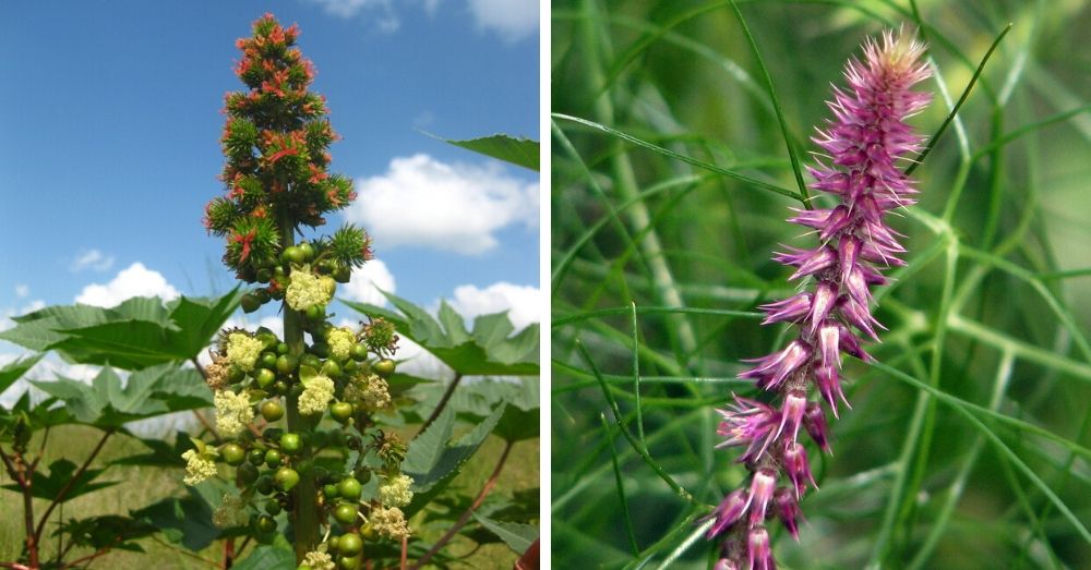 These Herbal Medicines Are The Only Healthcare For The Paniyar Tribals ...