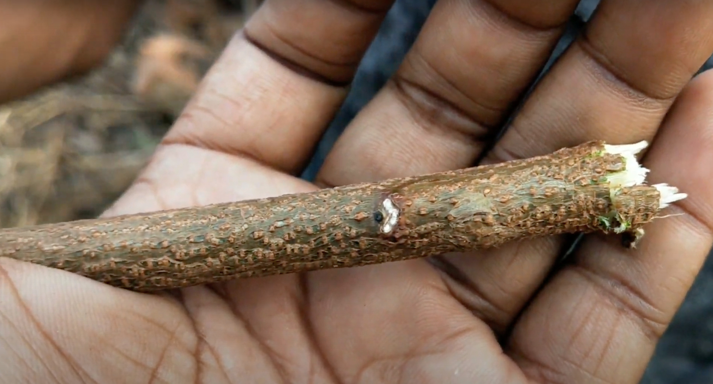 Neem Uses By Ho Community In India