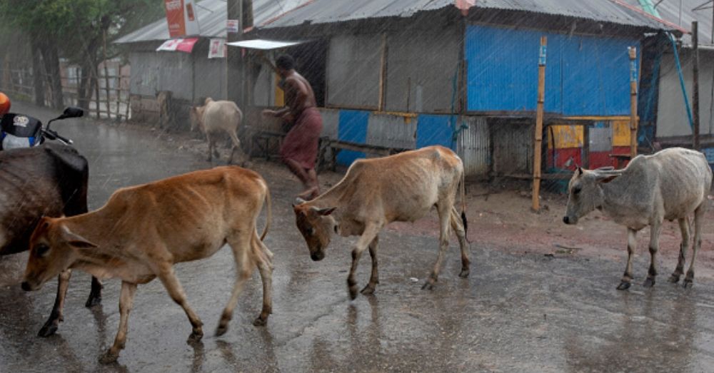 Protecting Animals Is Crucial As Super Cyclone Amphan Makes Landfall