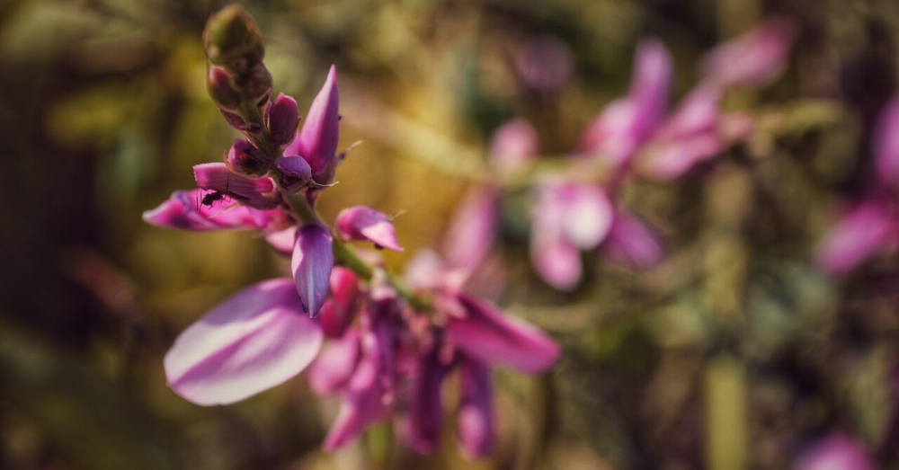 Adivasi Culture And Tradition: The Hootar Baa Flower