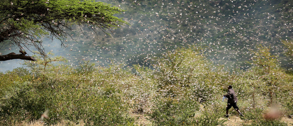 Climate Change Caused Amphan, Leading To Locusts
