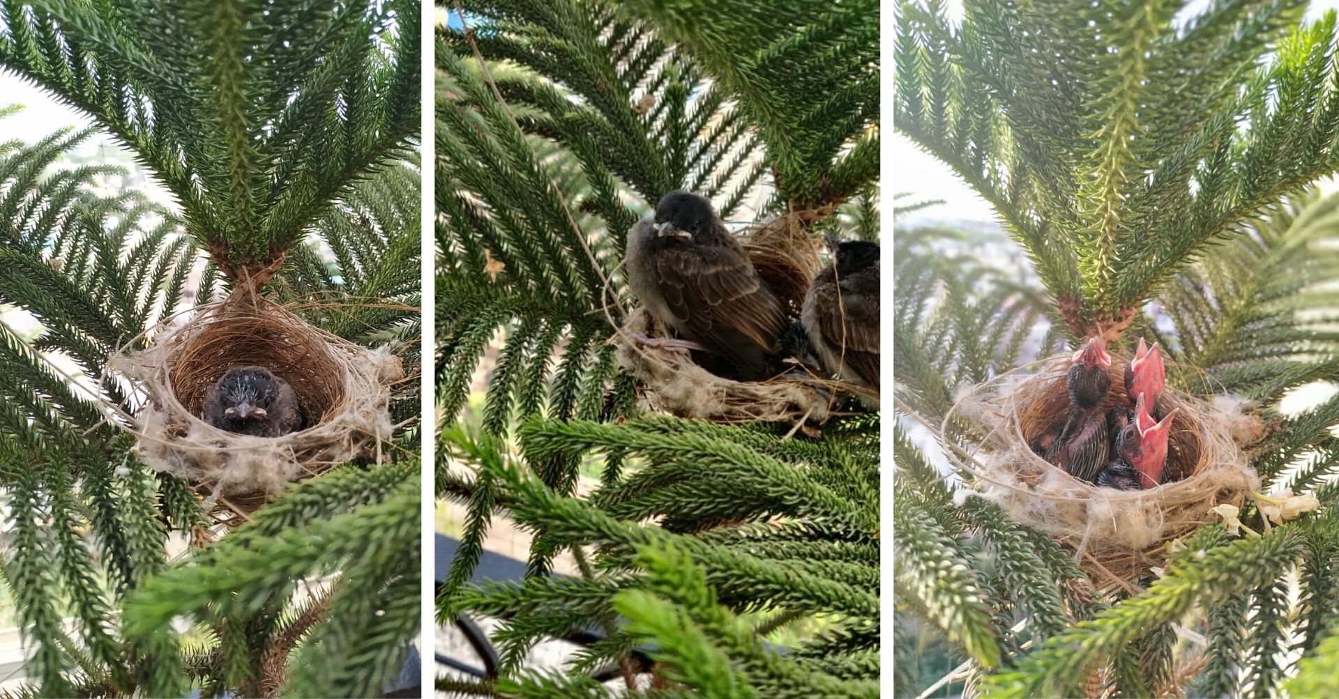 Giving Shelter To A Few Birds Taught Me A Lesson On Empathy