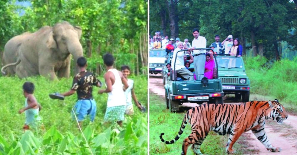 World Animal Day 2020: On Human-Animal Conflict