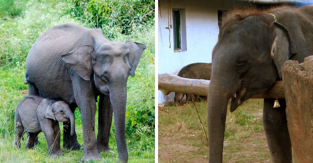A Rare Footage Reveals The Brutal Elephant Training Process Called ‘The ...