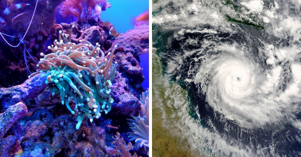 Coral Reefs Effected By Cyclones; Lack Of Data Another Issue