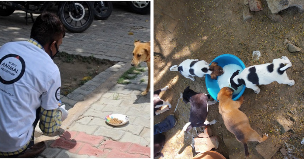 World Animal Protection And NDMC Feed Stray Dogs In Delhi
