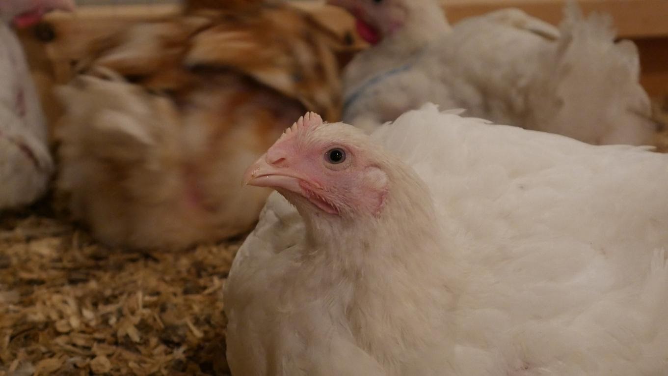 How Chickens Suffer In Intensive Poultry Farms