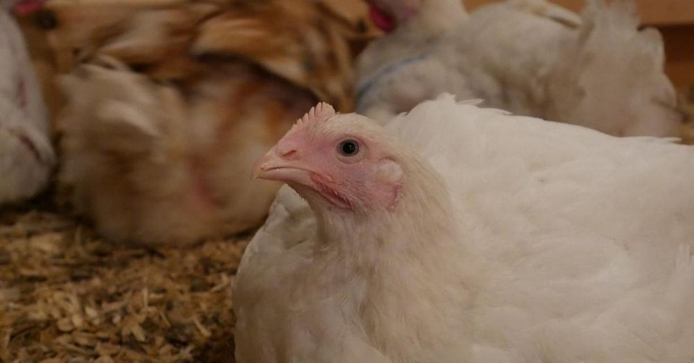 Here’s What You Can Do To End Suffering Of Chickens In Intensive ...