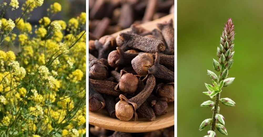 Here Are The Herbs Used By The Paliyar Tribals To Brush Teeth And Cure ...