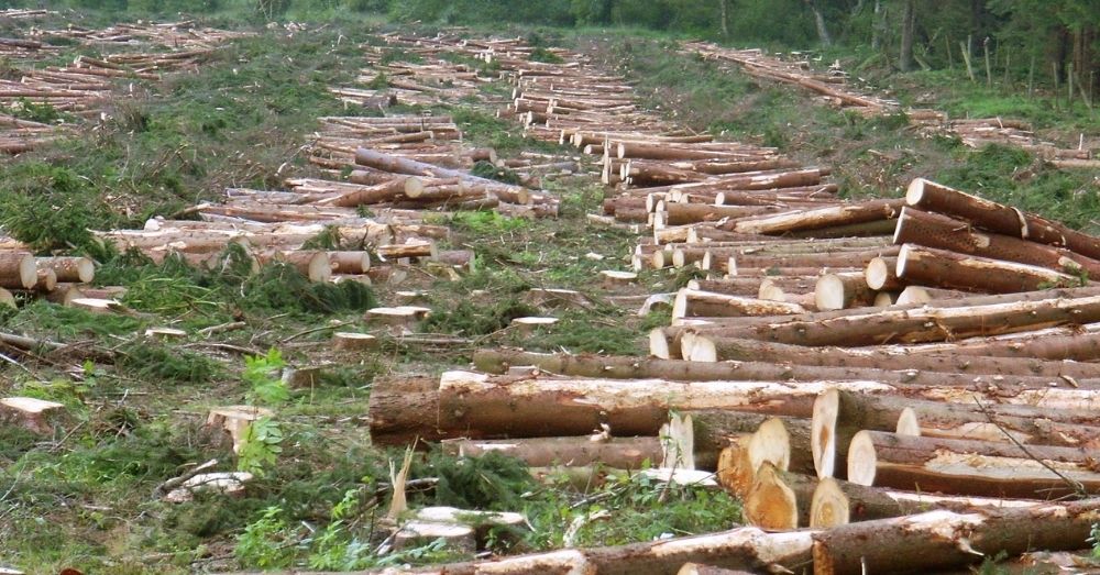 Rising Environmental Issues In India