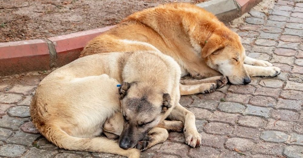 Here Is How This NGO Is Filling The Lives Of Strays With Joy