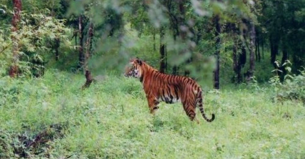 What Is Forest Fragmentation, Cause Of Forest Fire In Amazon