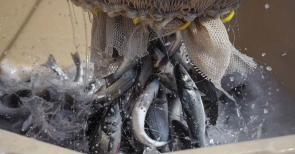 Cruel And Unhygienic: No Welfare Standards Followed In Fish Production ...