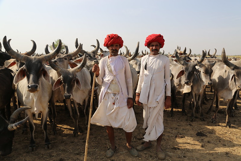 Why India Needs To Support Its Pastoralists | Youth Ki Awaaz
