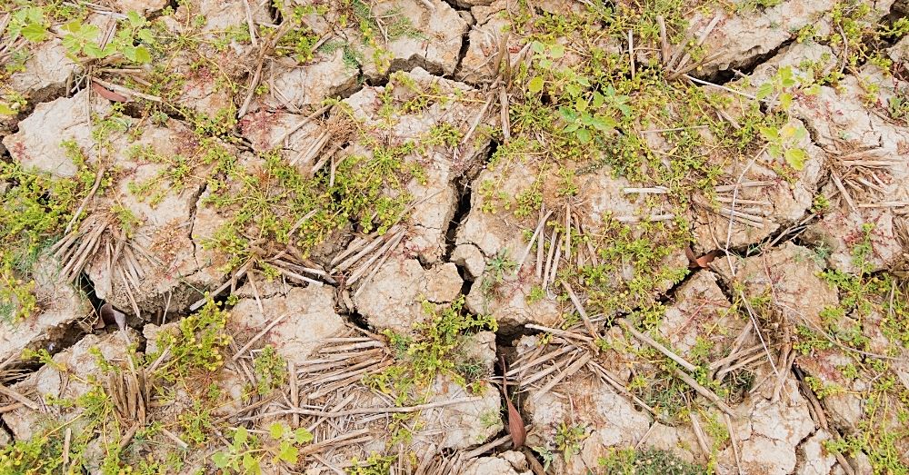 Salt-Tolerant Crop Helps Farmers In Sundarbans | Youth Ki Awaaz