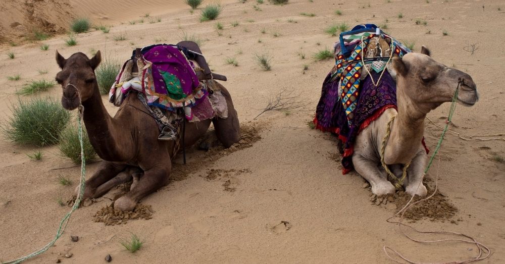 How Camels Can Help Build Climate Change Resilience