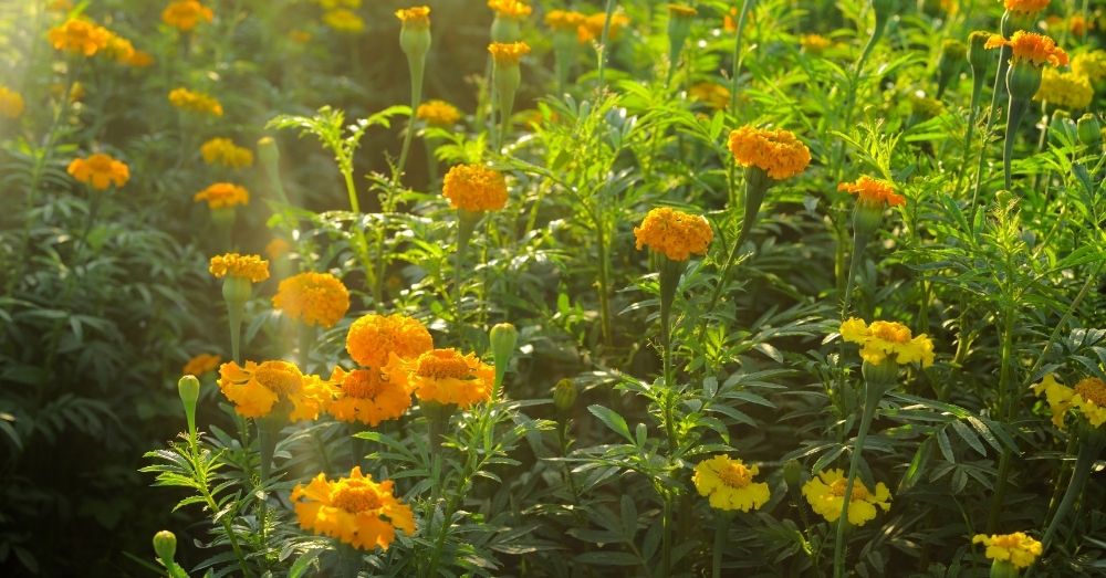 Spring: The Season That Marks A New Beginning | Youth Ki Awaaz