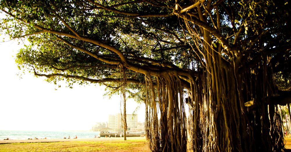 We Geo-Tagged 748 Banyan Trees And Made A Difference!